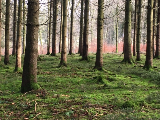 le bois aux mousses – Conseil Nature