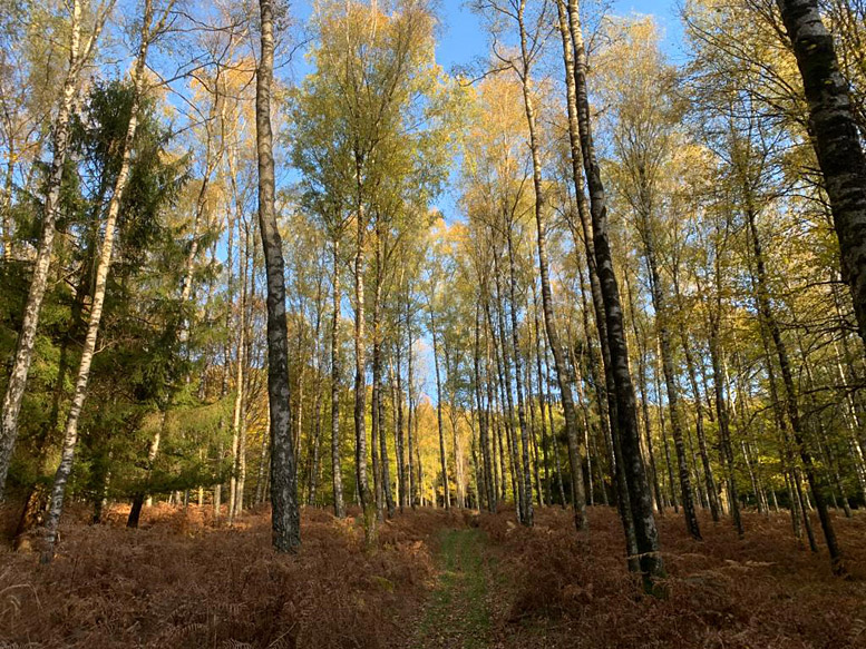Sentinelles du bois de Harre – Conseil Nature
